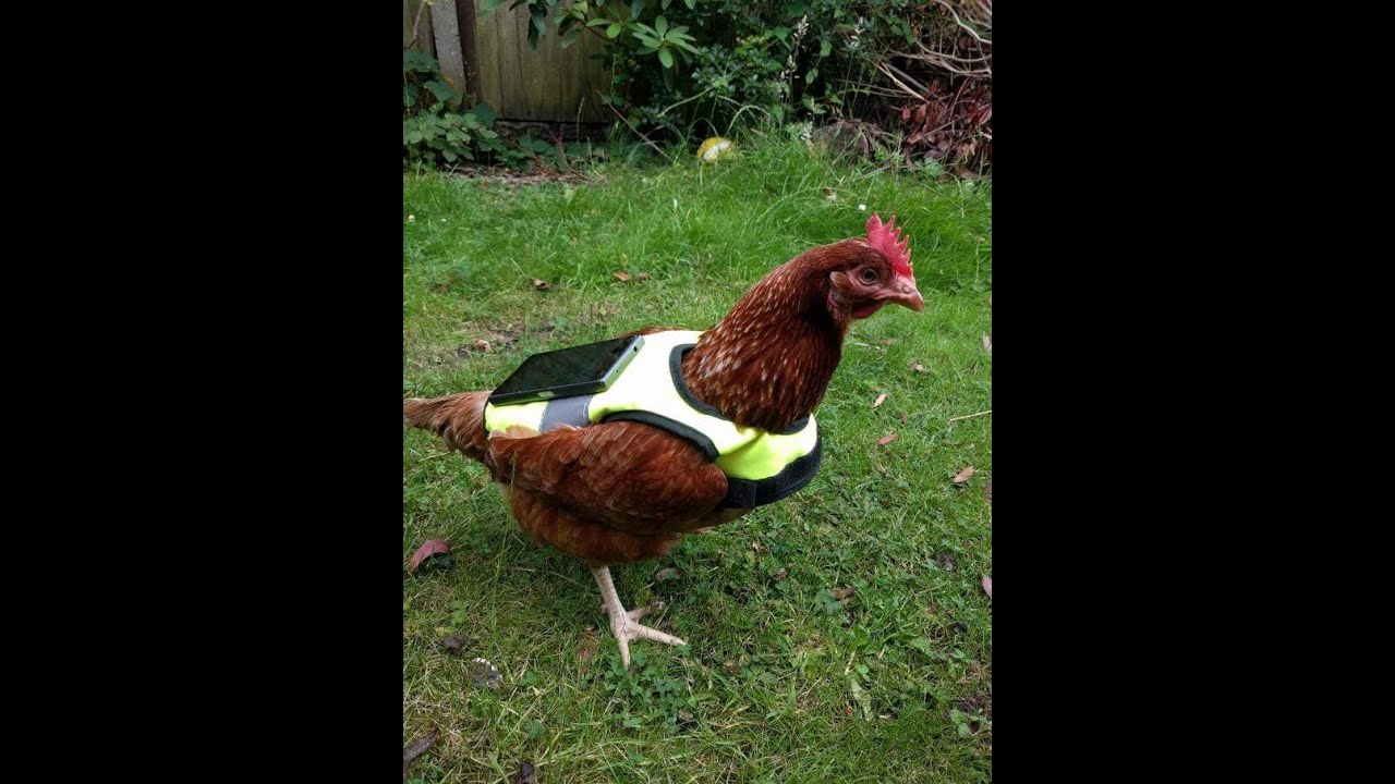 Astro taking Jeremy the chicken on adventures🍇 # ProductionRP - YouTube