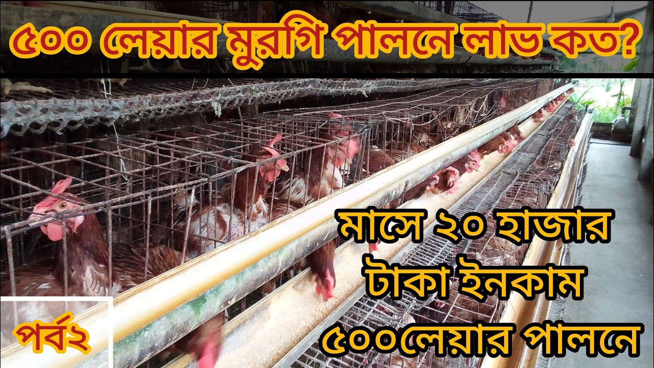 ৫০০ লেয়ার মুরগি পালনে খরচ কত? লাভ কত?পর্ব২ 500 layers of chickens how ...
