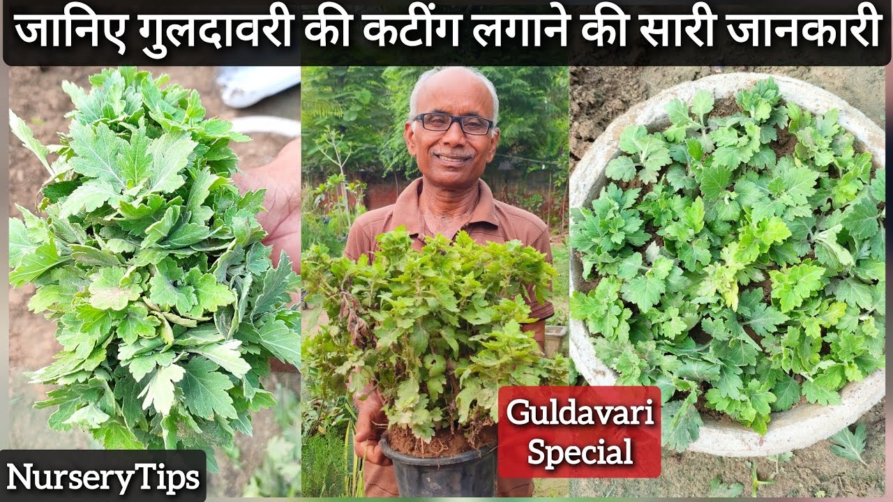 जानिये कैसे आप गुलदावरी के पौधे की कटींग लगाकर संख्या बढ़ा सकते है ...