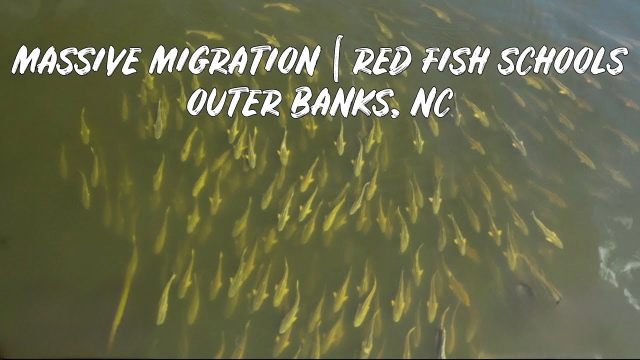 MASSIVE Redfish Schools in Gin Clear Water | Ocracoke, NC - YouTube