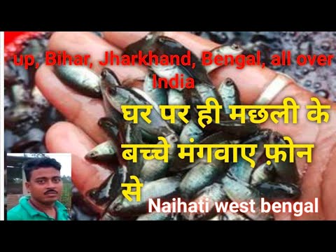 Naihati Fish Seeds supllier, Fish Farming, reho katla golden - YouTube