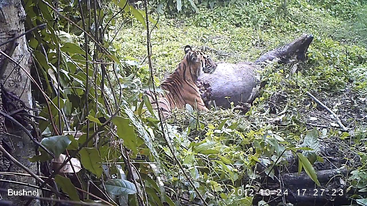 [Camera Trap] Sumatran Tiger Eating Sambar Deer - YouTube