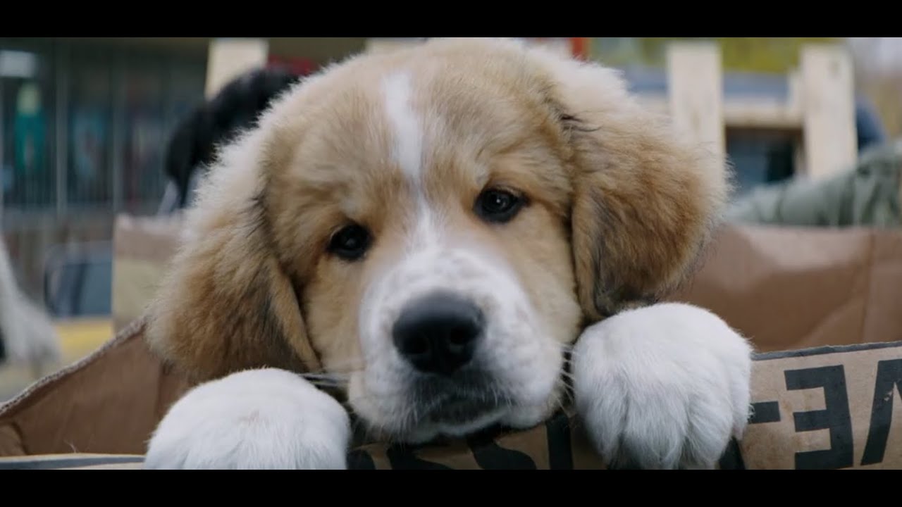 A dog that has been reincarnated multiple times - YouTube