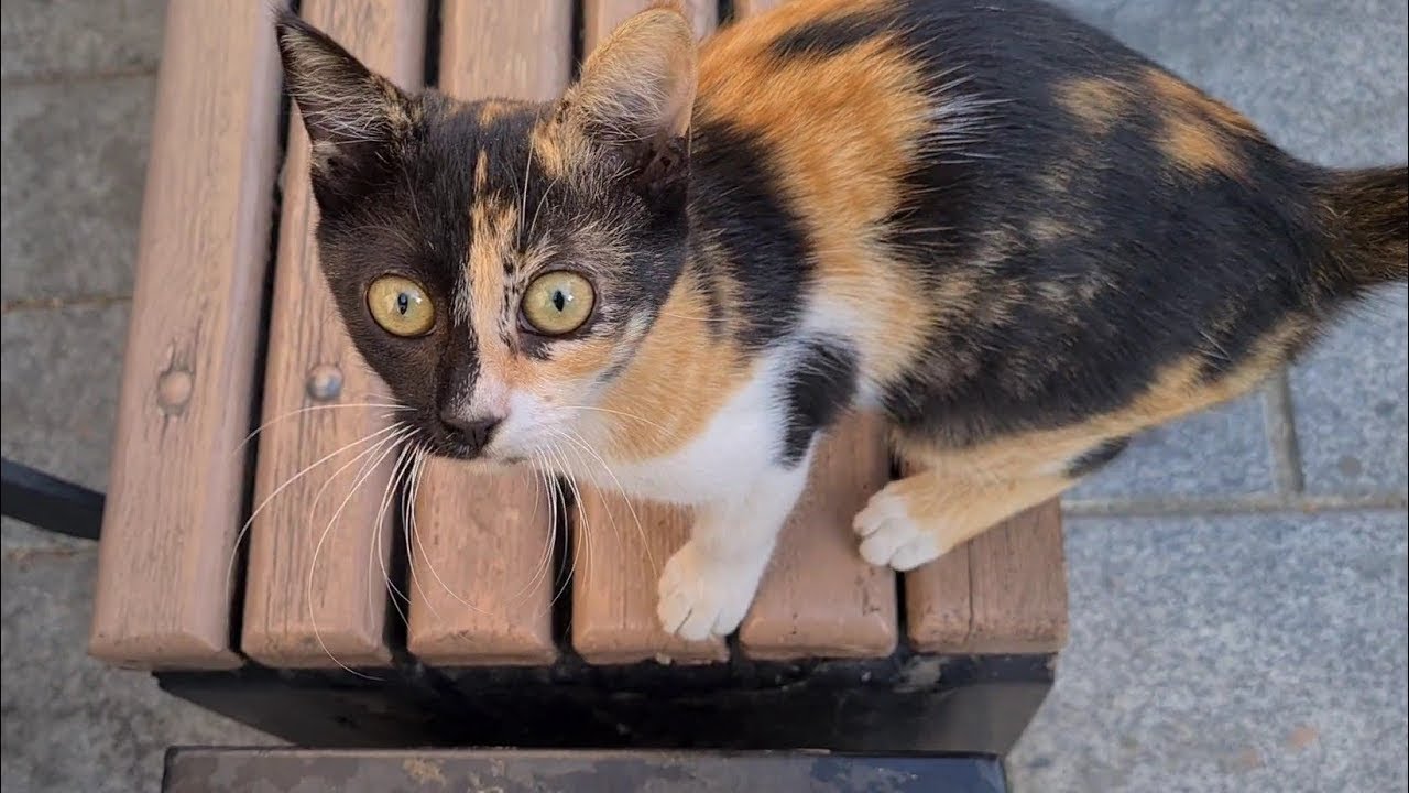 Calico kitten with beautiful patterns. - YouTube