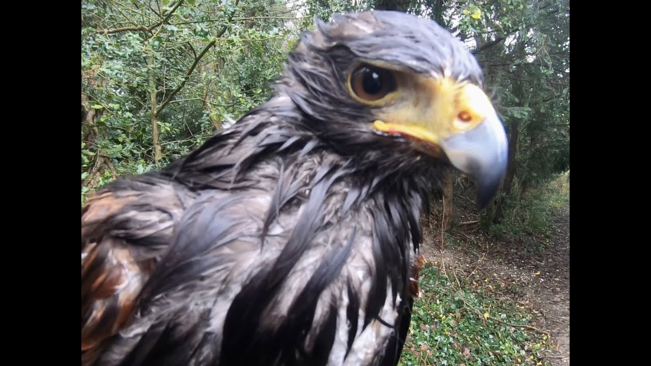 HARRIS HAWKS CONNECTED THROUGH BELLS AND WHISTLES IN ALL WEATHERS - YouTube