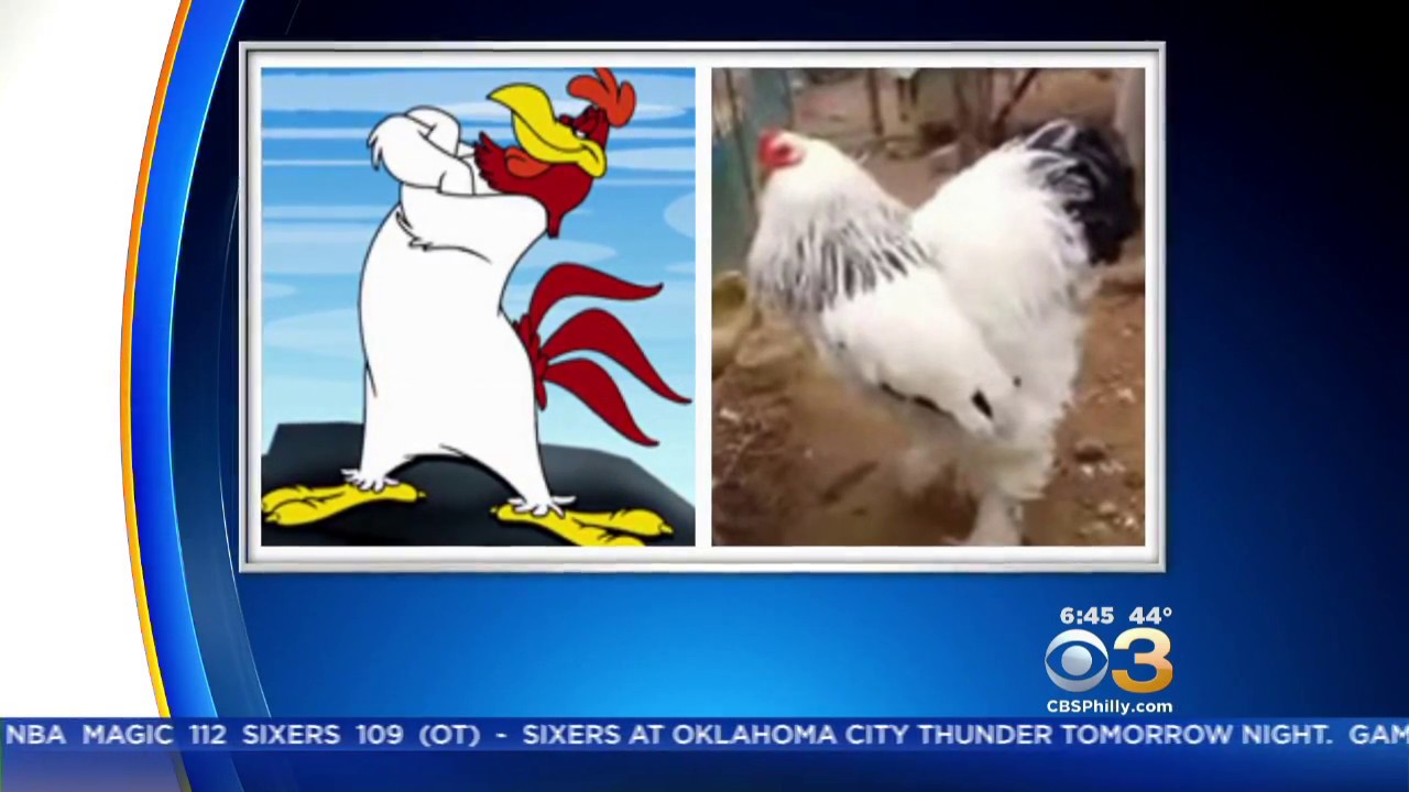 The Truth About The Big Chicken - YouTube