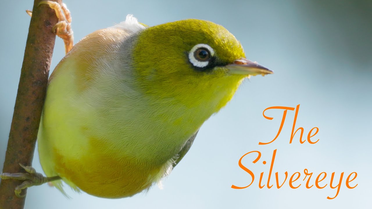 Beautiful Silvereye Bird Enjoying Garden Fruit - YouTube