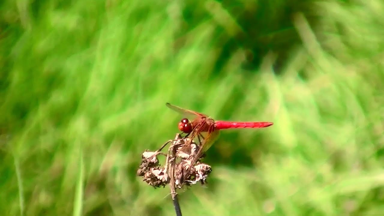 Red Dragonfly Real Life Pokemon Yanma - YouTube