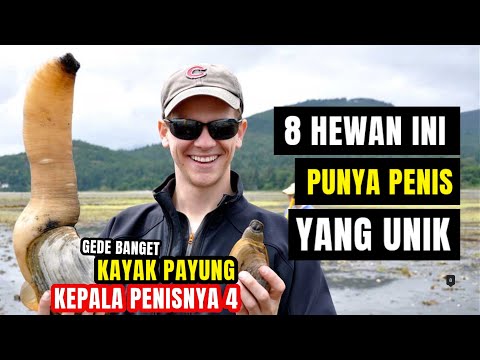 ANEH TAPI NYATA. 8 Hewan Ini Punya Penis yang Unik, Ada yang 8 Kali Lebih Panjang Dari Tubuh Aslinya