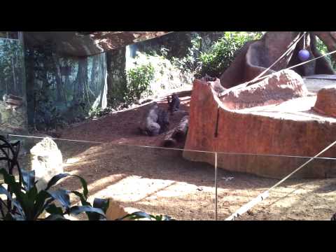 Gorilla Mating in Toronto Zoo