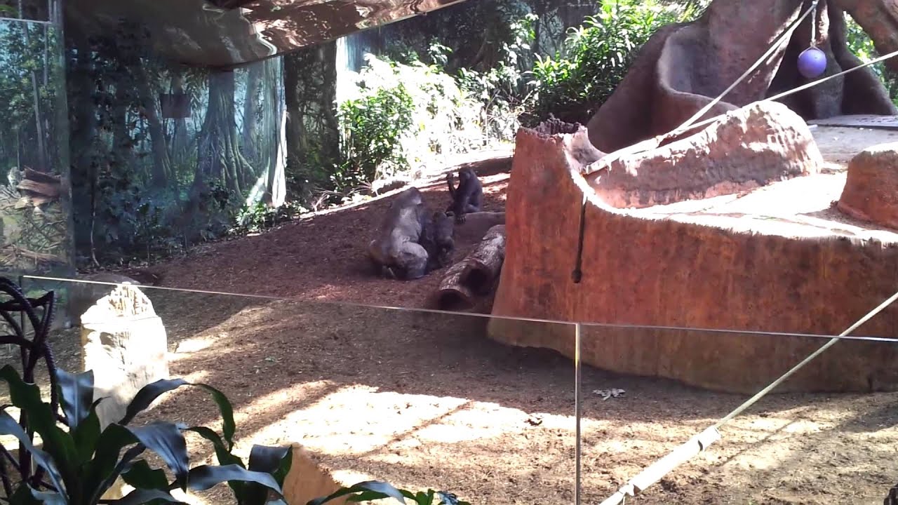 Gorilla Mating in Toronto Zoo - YouTube