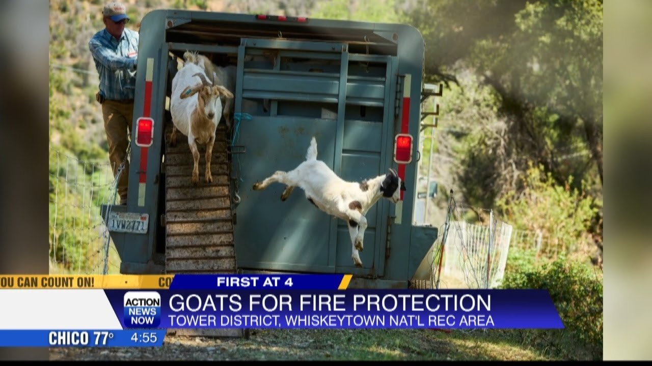 Goats for fire protection at the Tower House Historic District - YouTube