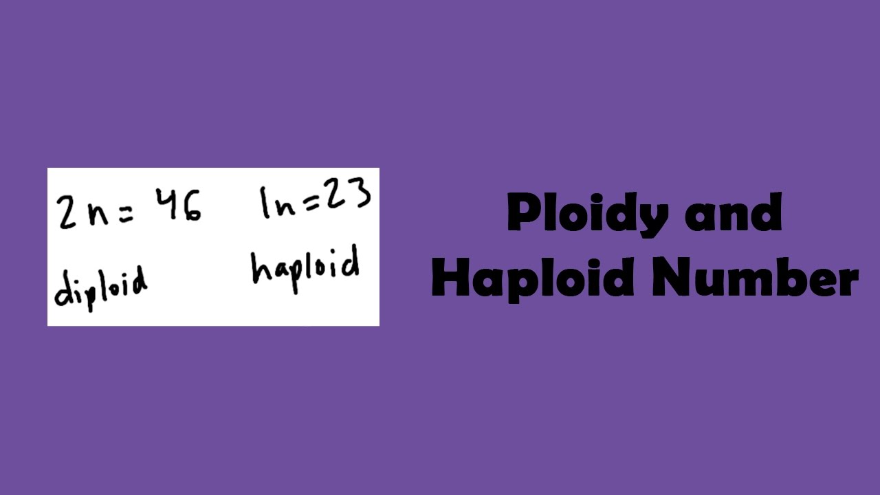 Ploidy and Haploid Number - YouTube