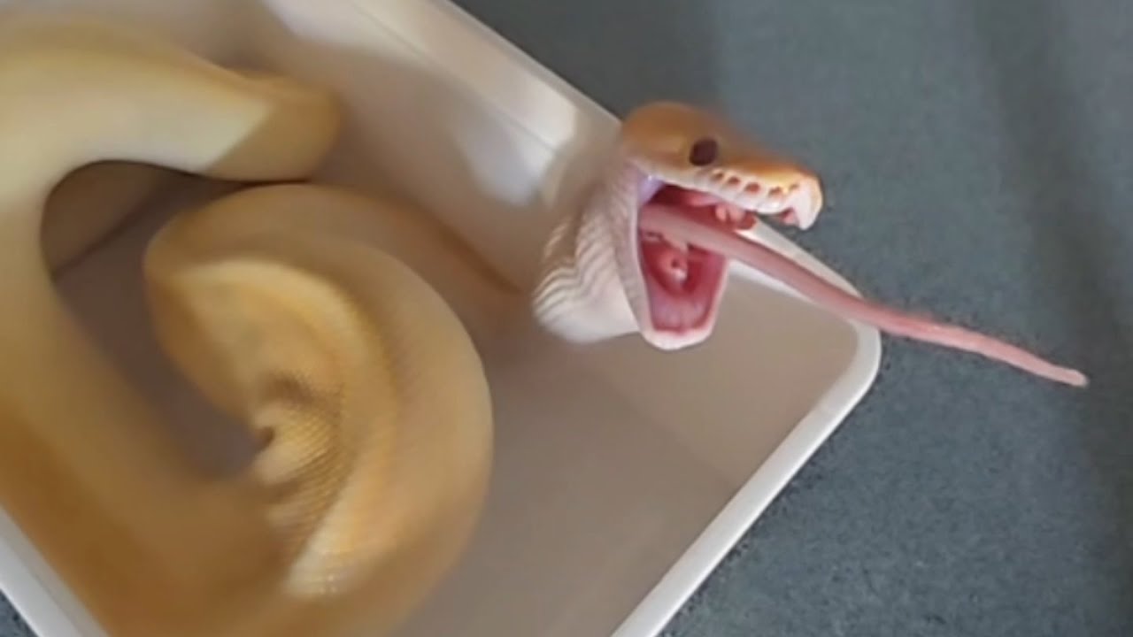 Damos de comer a una serpiente pitón bola albina Python regius Las ...
