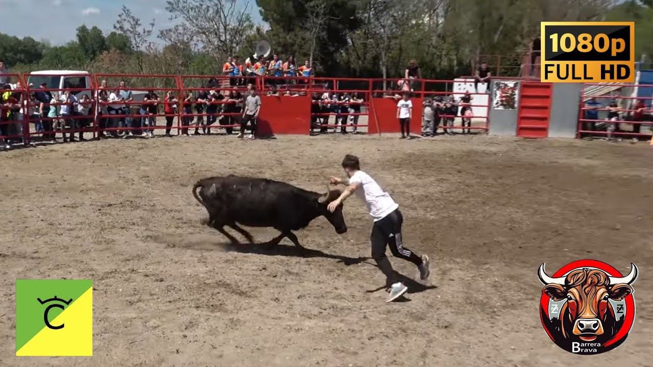 Osera de Ebro. Mañana de Vacas | 13/04/2025 | Ganad. Cayo Berges - YouTube