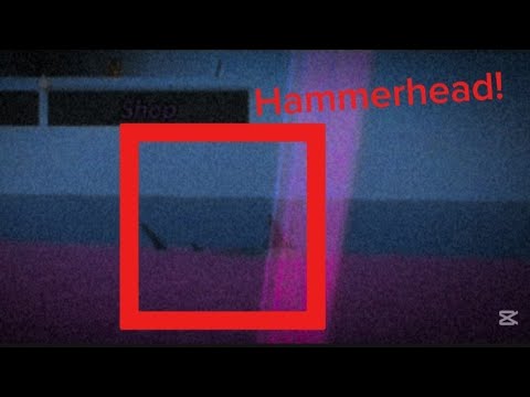 I Caught a Great Hammerhead Shark in Roblox - YouTube