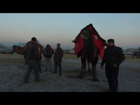 Zeybek Oynayan Deve