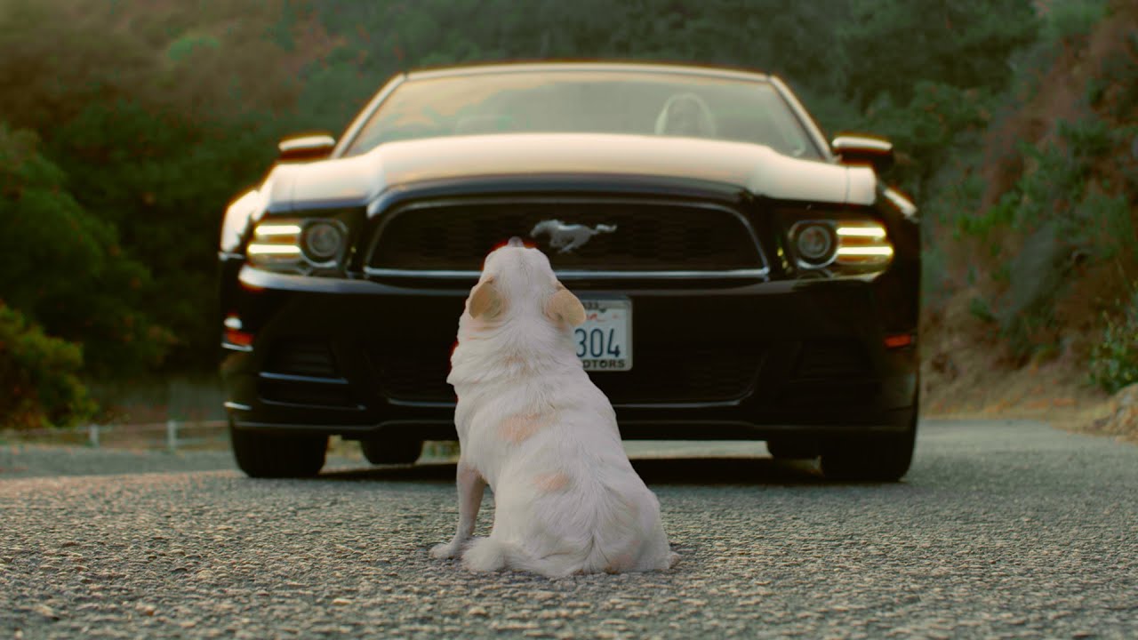 Letting Go (A Short film for dog lovers) - YouTube