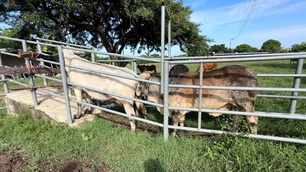 Mira donde metimos la vaca para el toro gyr mira que paso - YouTube