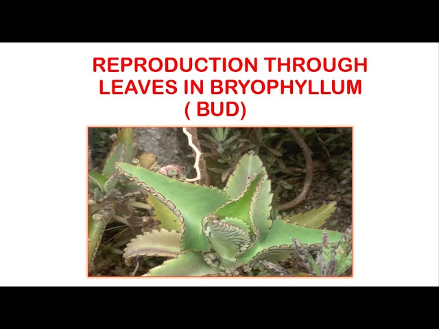 Vegetative Propagation In Bryophyllum Takes Place By Which Buds