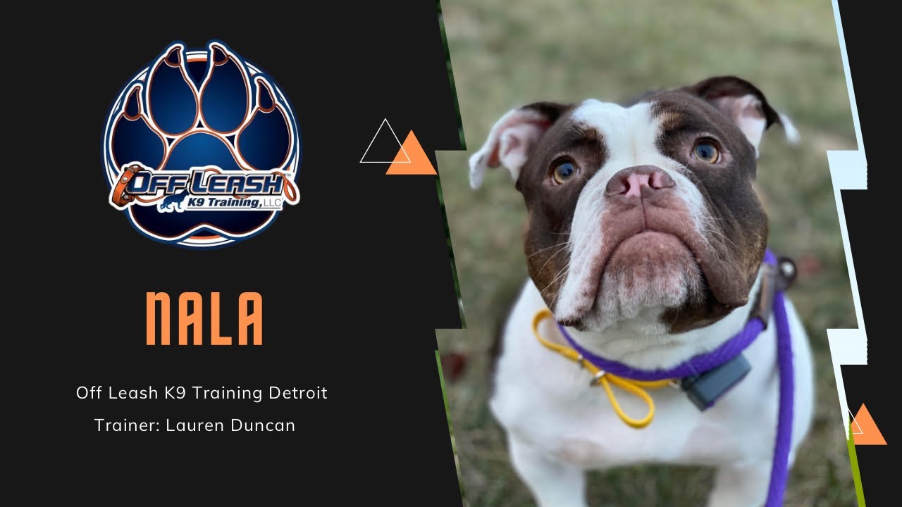 8 Month Old “Nala” | Stubborn to Stellar | Trainer Lauren Duncan - YouTube
