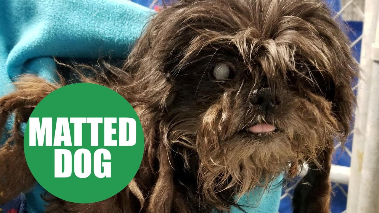 Dog with matted fur undergoes amazing transformation - YouTube