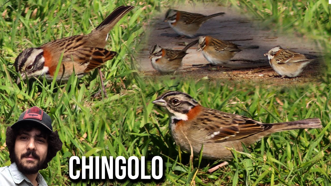 Chingolo 4K (Zonotrichia capensis) Tico tico, Gorrión Chingolo, Copetón ...