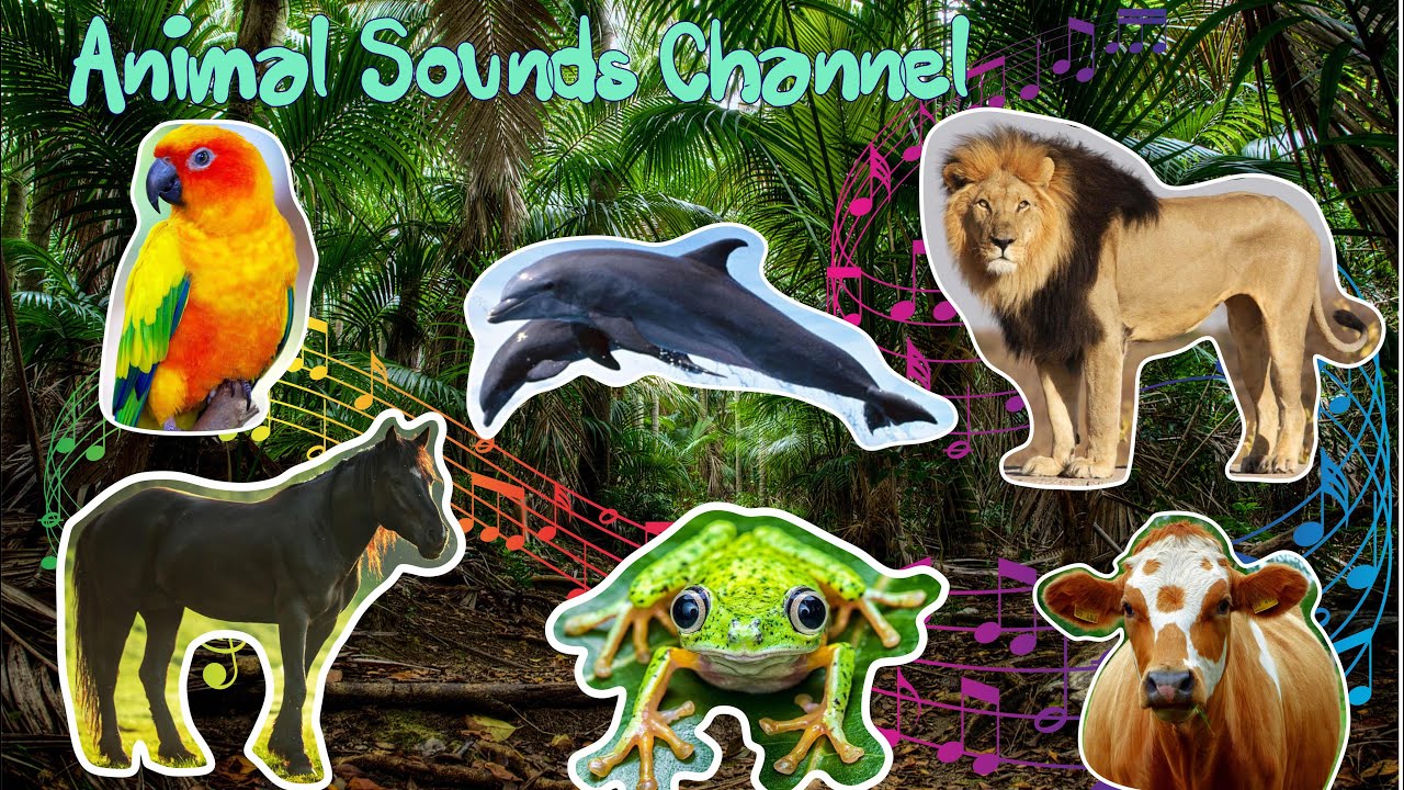 Animal sounds for kids: owl, lion, cat, crocodile, dolphins, panda, cow ...