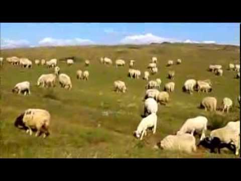 DAVUT ŞAHİN YAYLALAR YASLANIYOR ÇAMÇAMA DOYAMADIM KÖMÜR GÖZLÜM BEN SANA