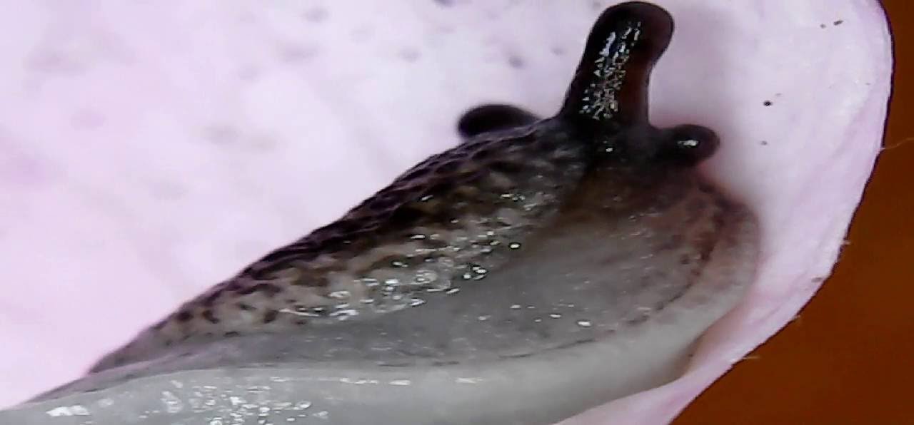 Slug under a microscope (слизень под микроскопом) - YouTube