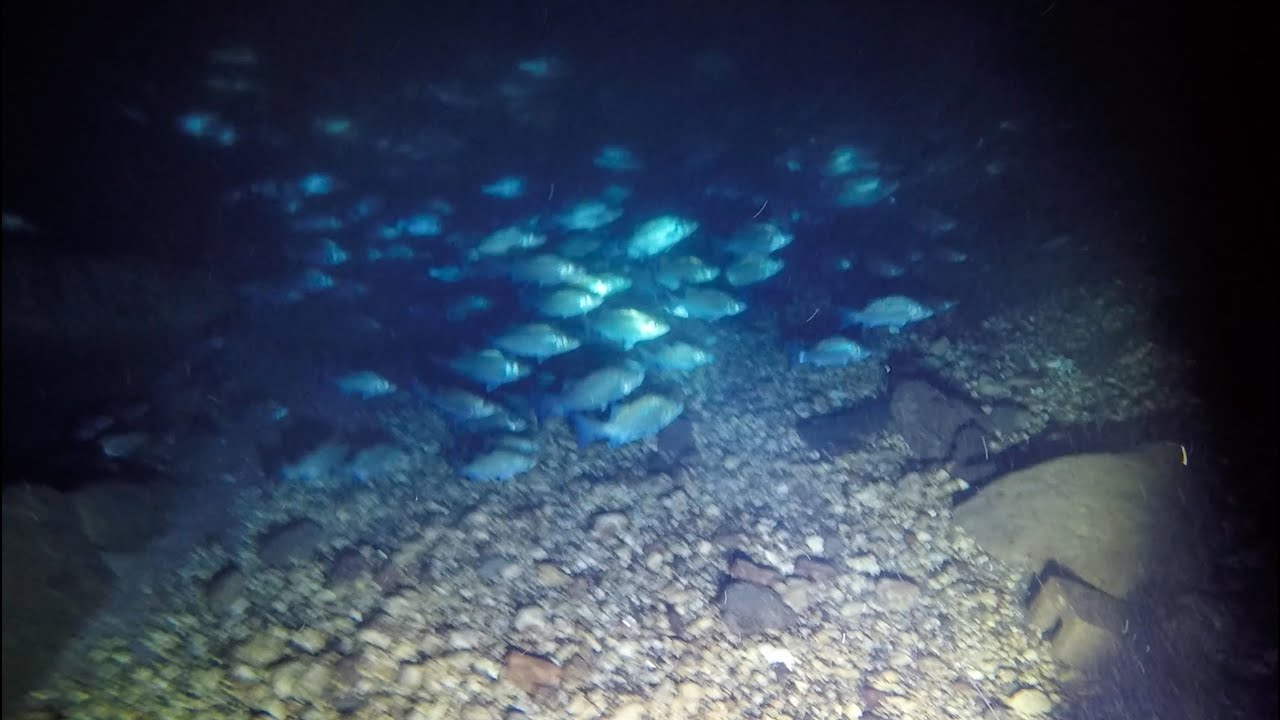 Diving Croaker Hole Spring on the St.Johns River - YouTube
