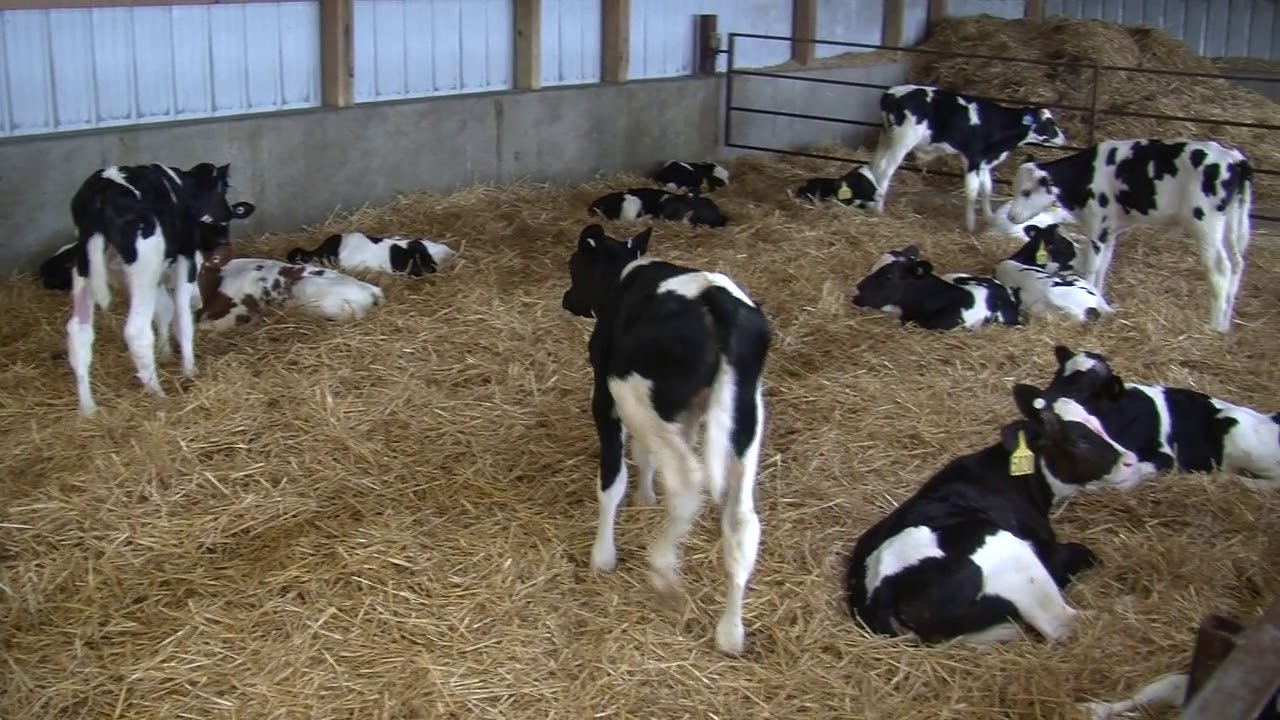 10-Intro to Calf Handling - YouTube