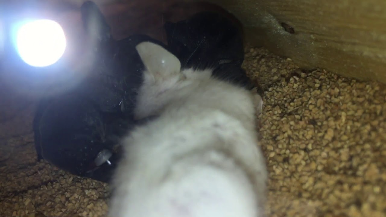 Scorpion eat mice’s - YouTube