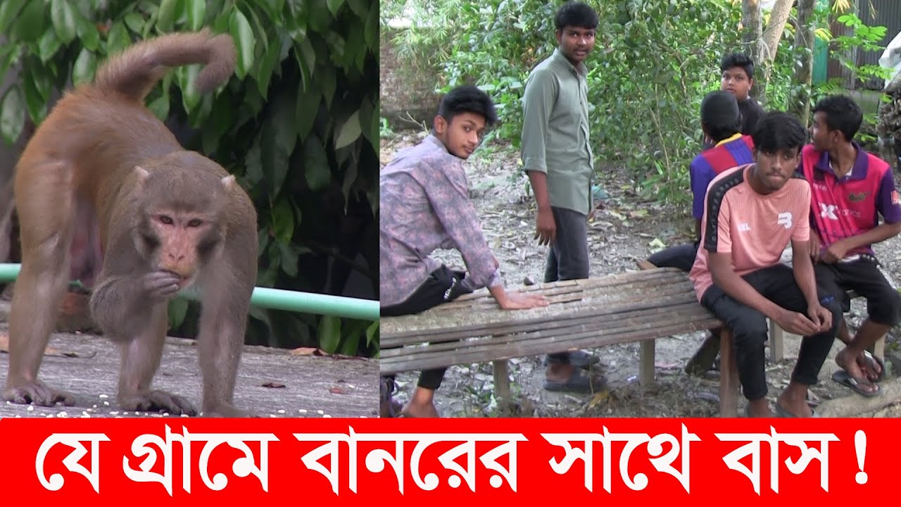 বানরের যন্ত্রণায় অতিষ্ঠ গ্রামবাসী | বানর | monkey | village life ...
