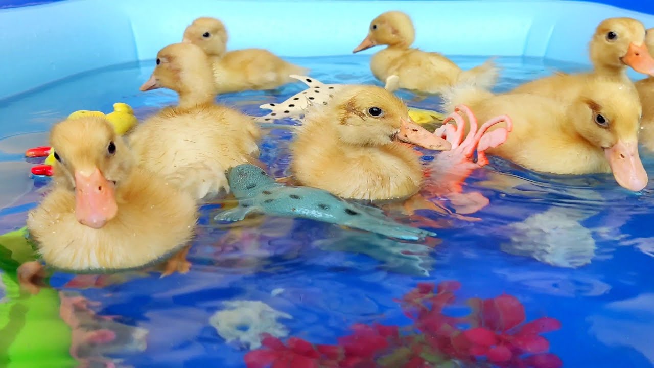 cute baby ducks !!! funny baby duckling swimming pool !!! ((duck ...