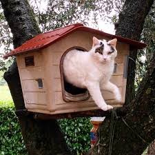 cat tree-treehouse funhouse - YouTube