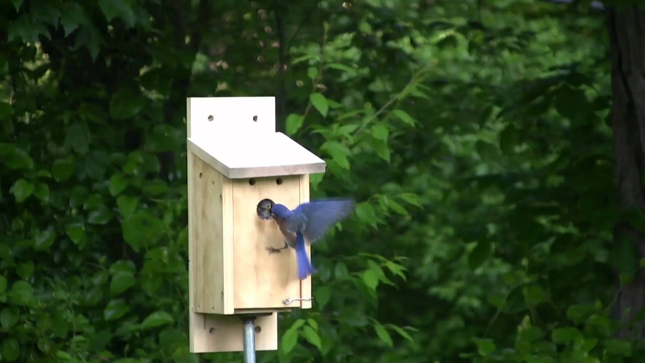 Bluebirds Fledging - YouTube
