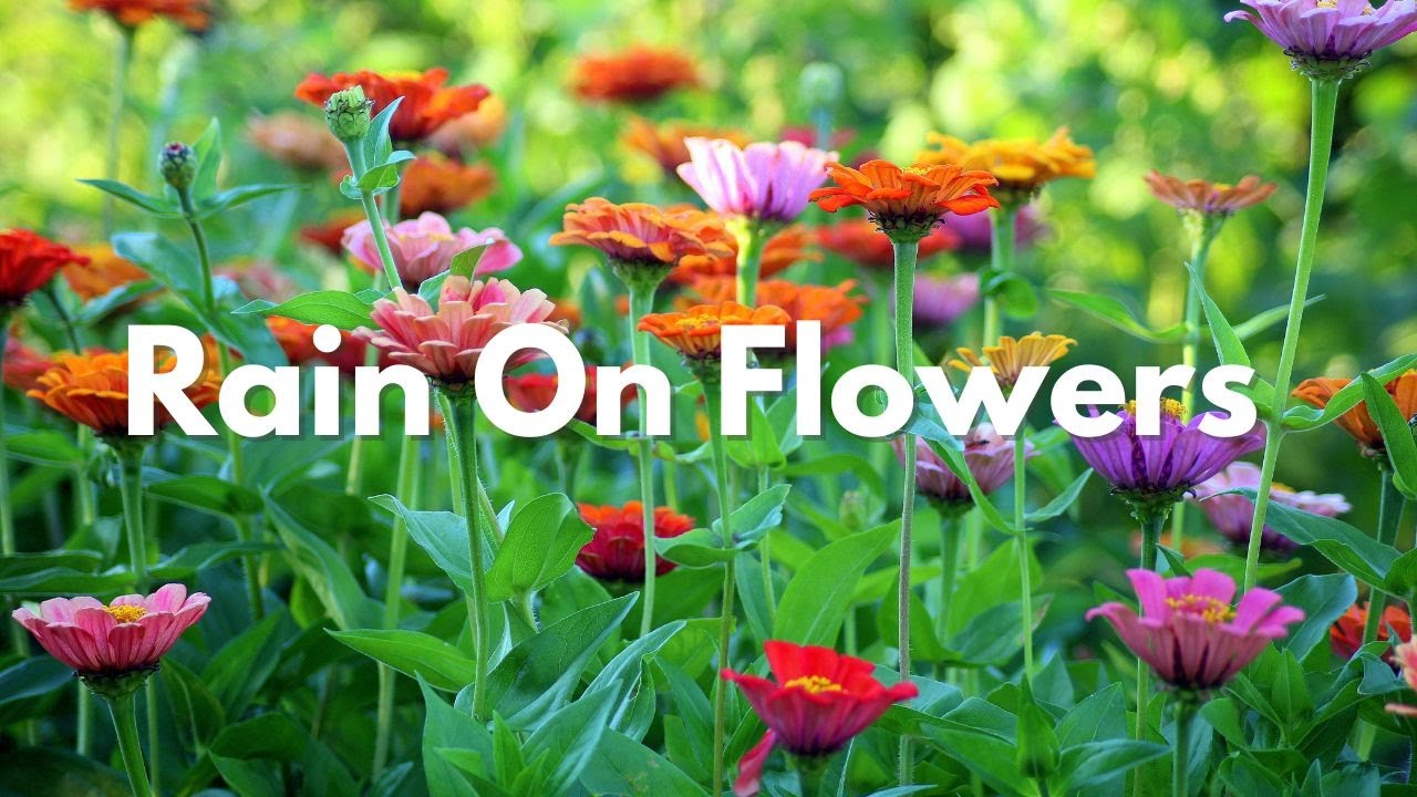Flowers, Leaves & Rain - 4K Video of Rain Falling on Flowers - 3 HOUR ...
