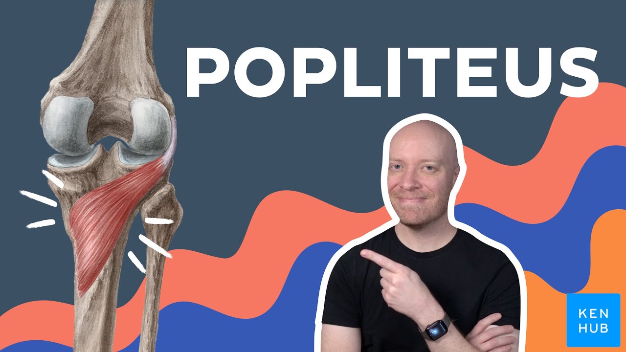 Popliteus muscle anatomy explained | Kenhub - YouTube