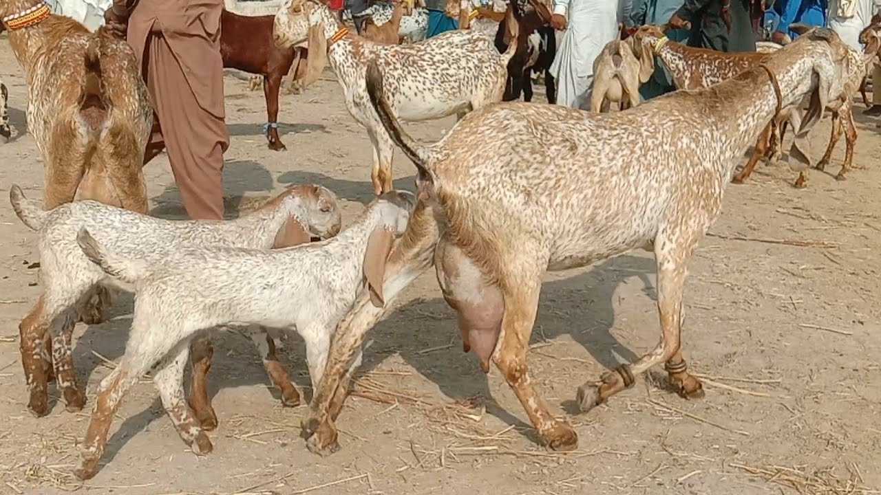Madrasa bakra Mandi pakistan makhi cheeni bacche wali bakriyan Ajmal TV ...