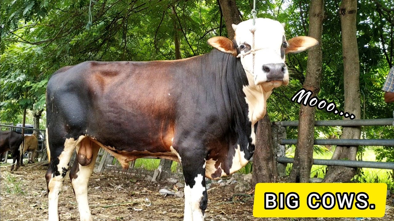 Cow video - appearance of big fat cows at the animal market - big cow ...