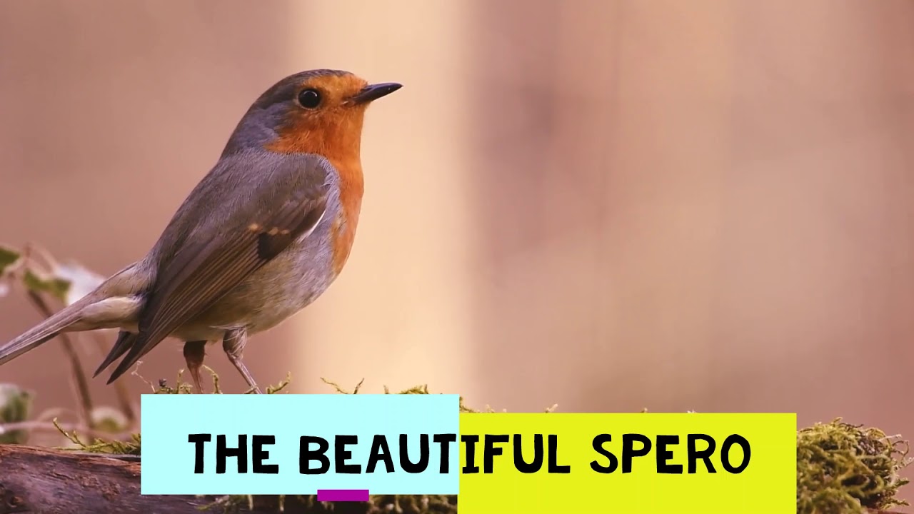 The Beautiful Sparrow (Chidiya rani) - YouTube