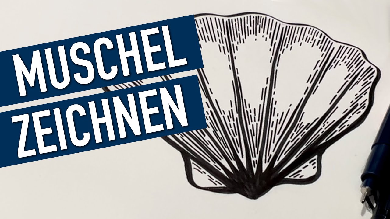 Muschel Zeichnen Lernen 🐚 Komplette Anleitung mit einer alternativen ...