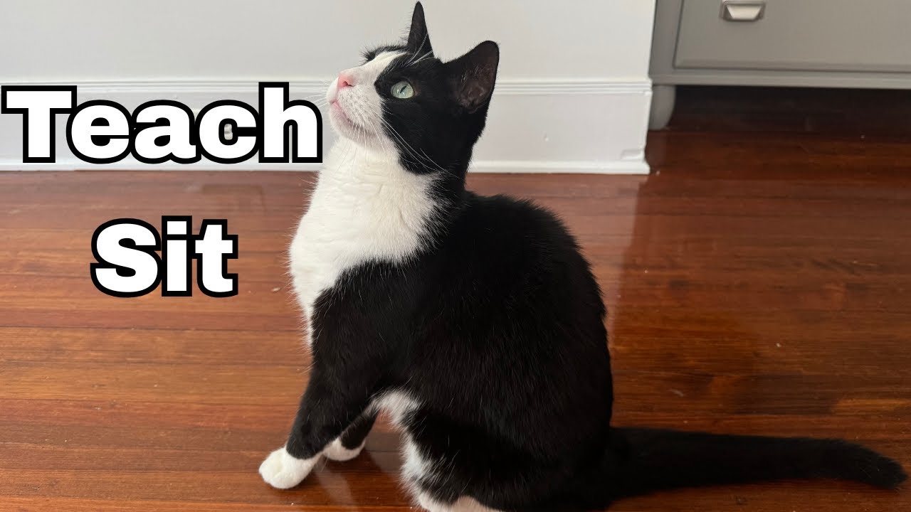 How to Teach Your Cat to Sit I Simple Cat Training - YouTube