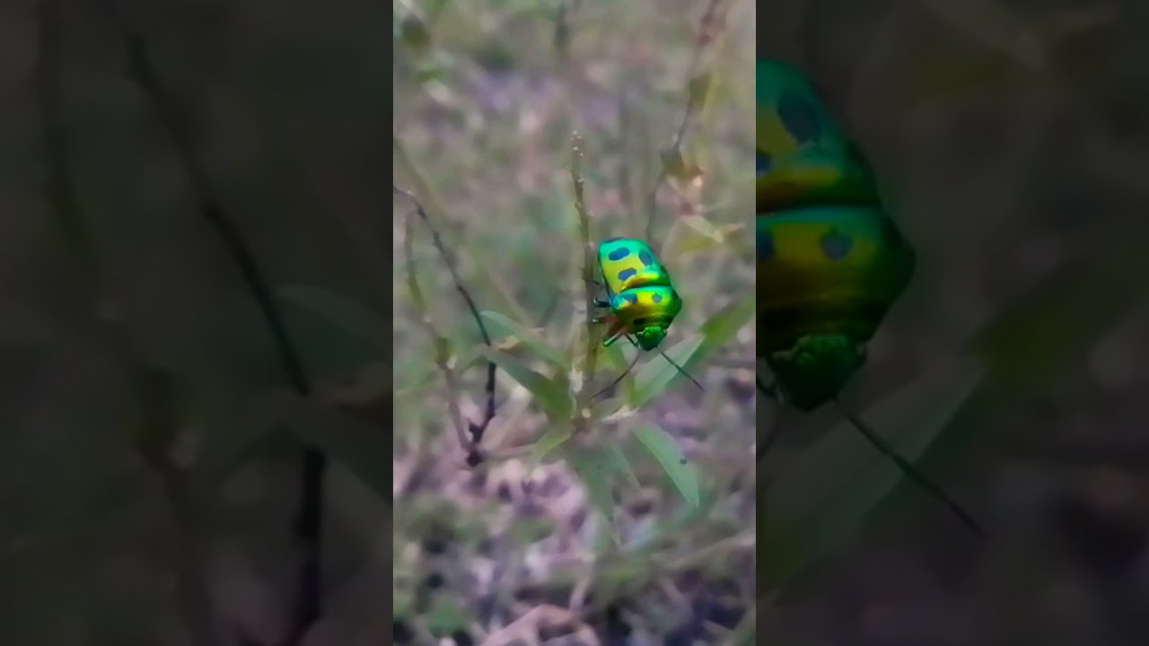 Jewel bug beetle insect Bad smell green bug don't touch ஆபரண வண்டு ...