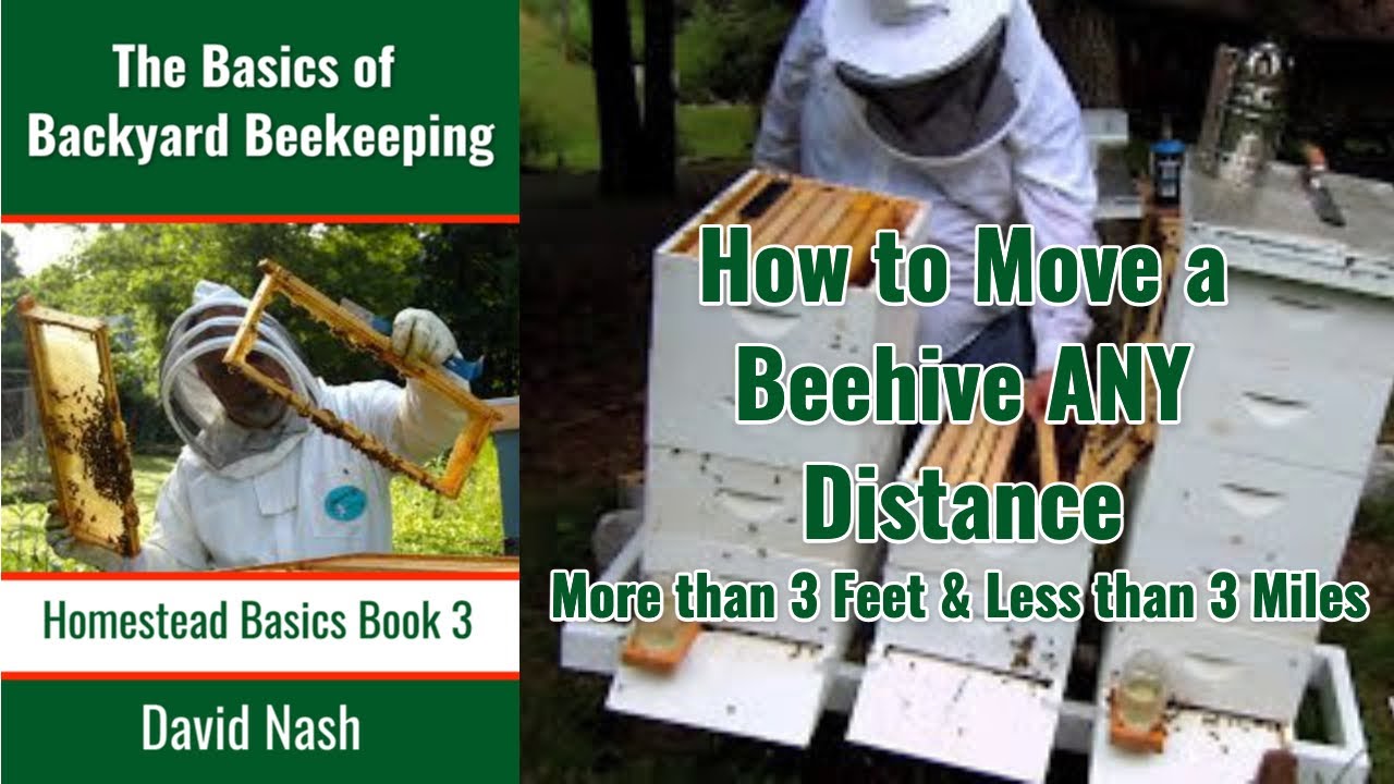 How to Move a Beehive ANY Distance (How to Bend the 3 feet-3 Mile Rule) - YouTube