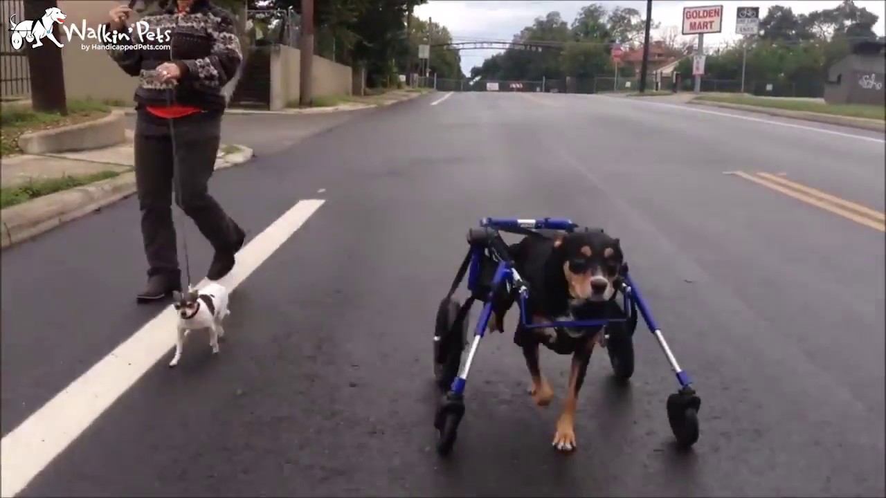 Full Support/4-Wheel Walkin' Wheels Wheelchair! - YouTube