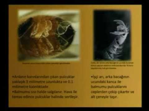 Adnan Oktar (Harun Yahya) Arıların peteğindeki mucize Allah'ın kanıtlarından biridir