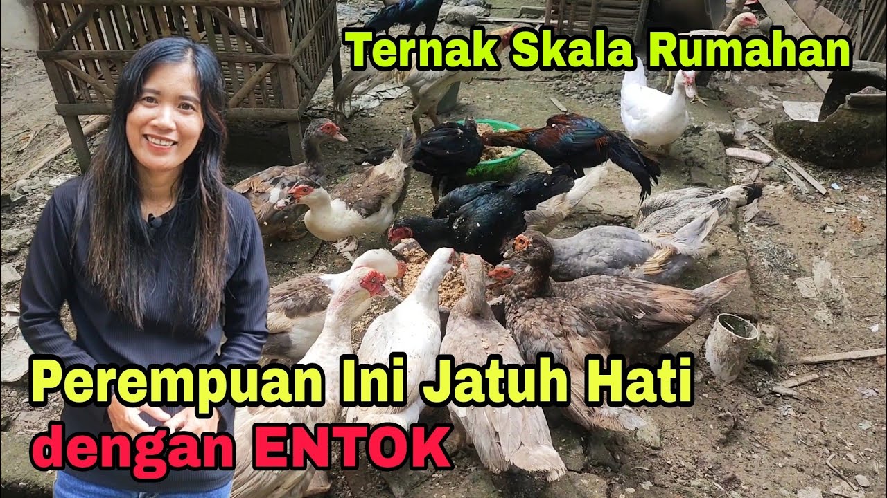 Perempuan Ini Jatuh Hati dengan Entok || Usaha Ternak Skala Rumahan ...