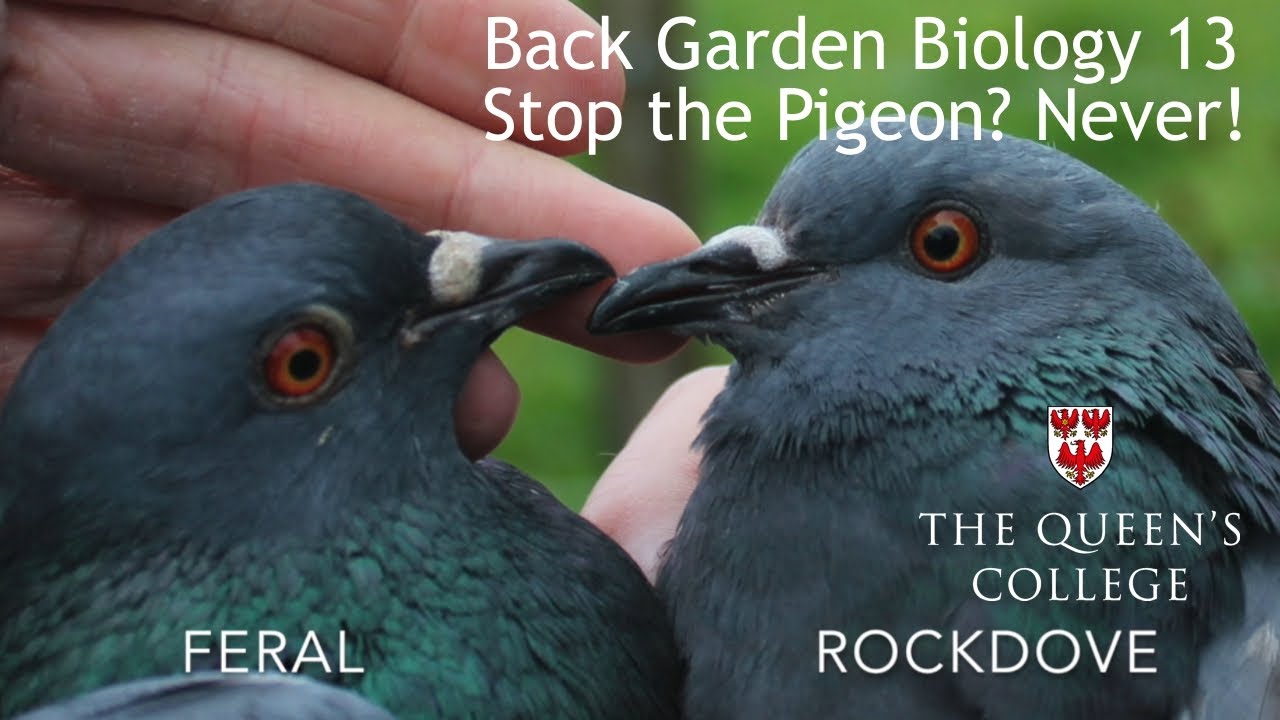 Stop the Pigeon? Never! | Back Garden Biology 13 with Dr Lindsay ...